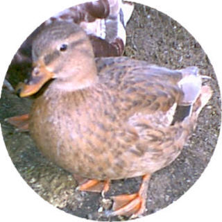 Ducks